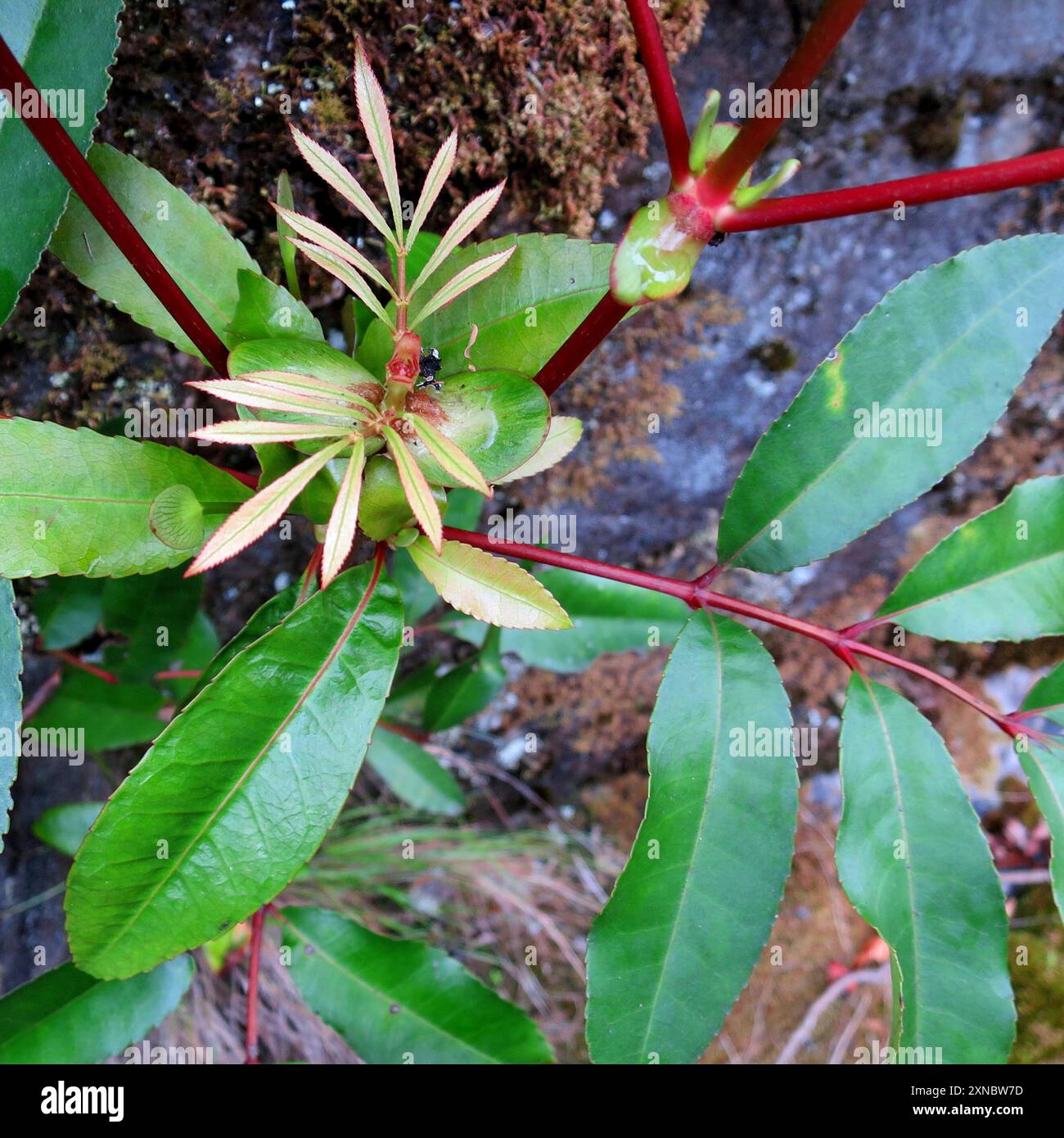butterspoon tree (Cunonia capensis) Plantae Stock Photo - Alamy