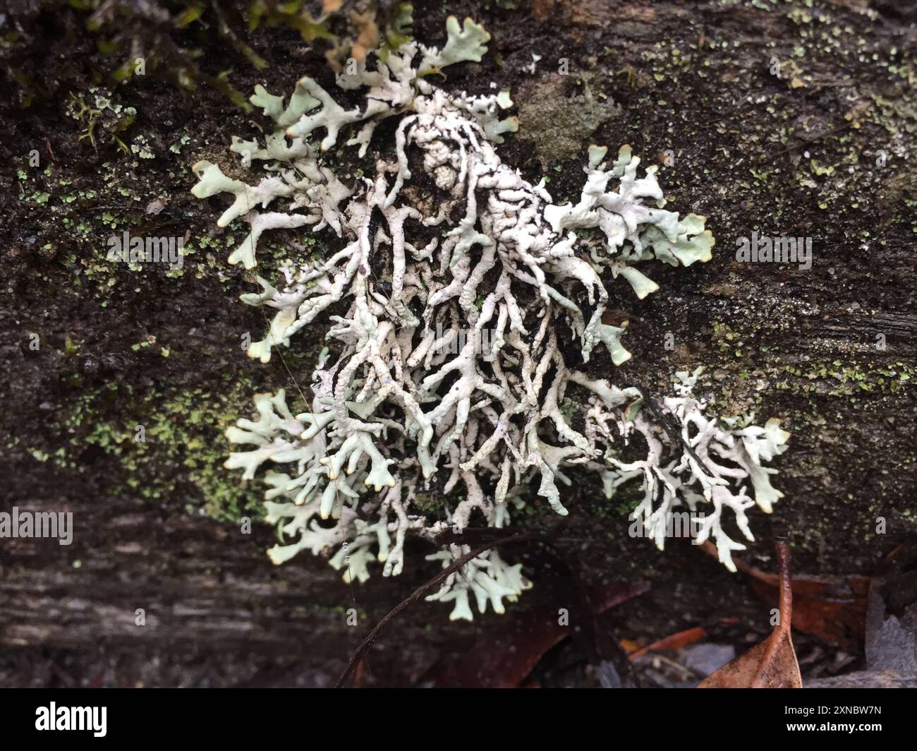 common lichens (Lecanoromycetes) Fungi Stock Photo - Alamy