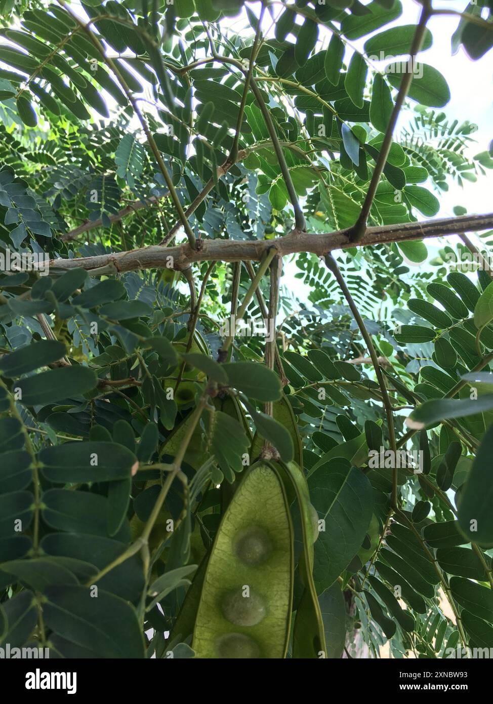 lebbeck (Albizia lebbeck) Plantae Stock Photo - Alamy