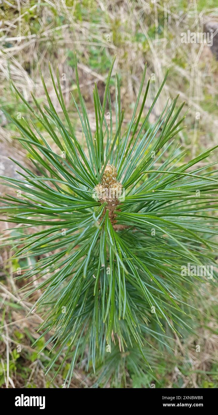 Swiss pine (Pinus cembra) Plantae Stock Photo - Alamy