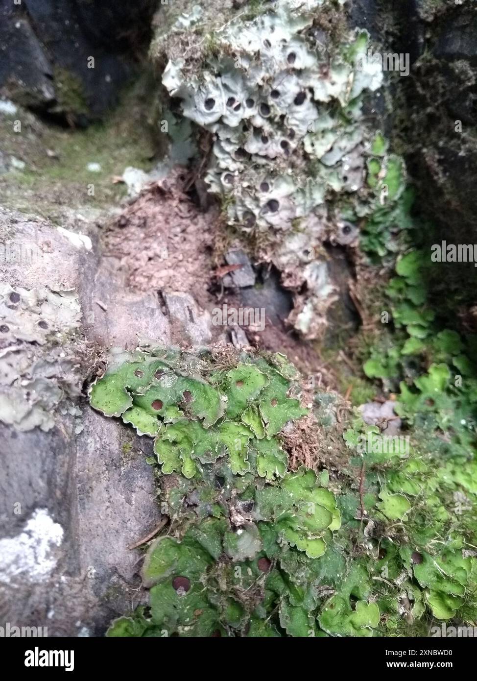 Common Chocolate Chip Lichen (Solorina saccata) Fungi Stock Photo - Alamy