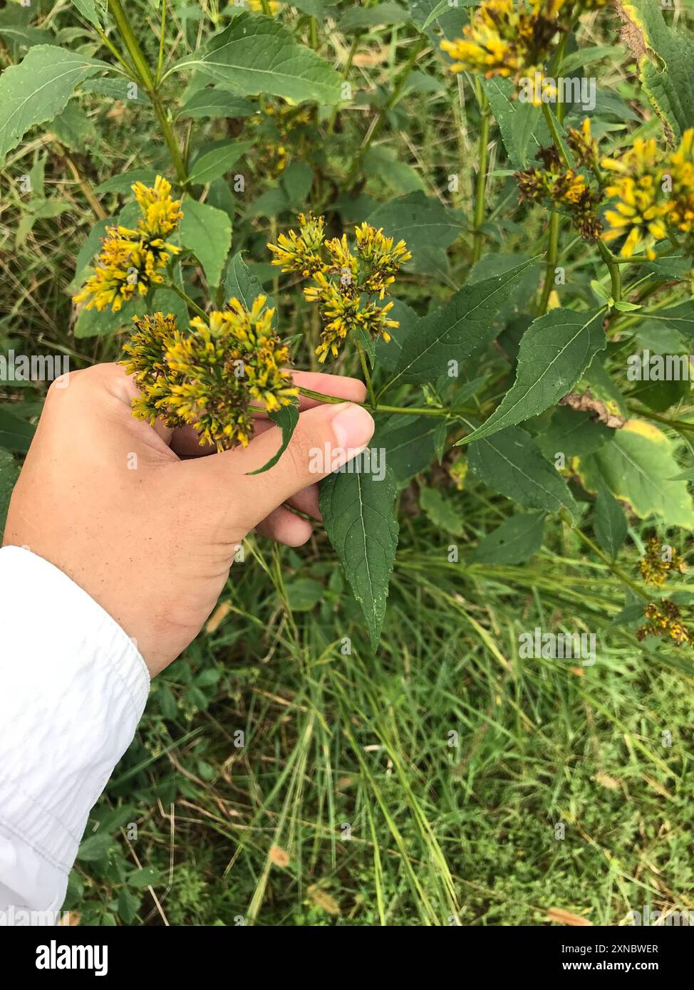 Yellow Crownbeard (Verbesina occidentalis) Plantae Stock Photo - Alamy