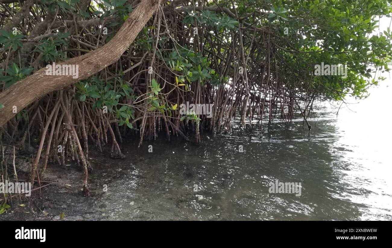 red mangrove (Rhizophora mangle) Plantae Stock Photo - Alamy