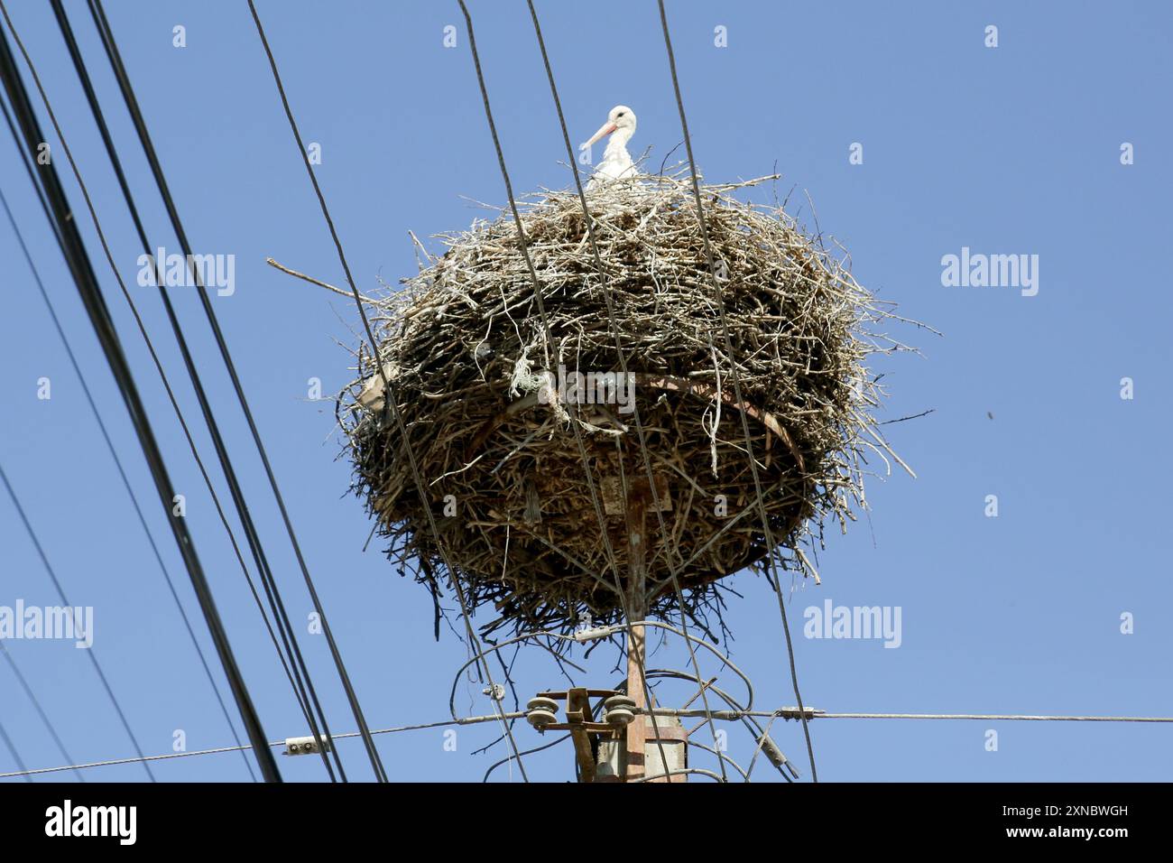 Storks nest in Peciu Nou, Romania Stock Photo - Alamy