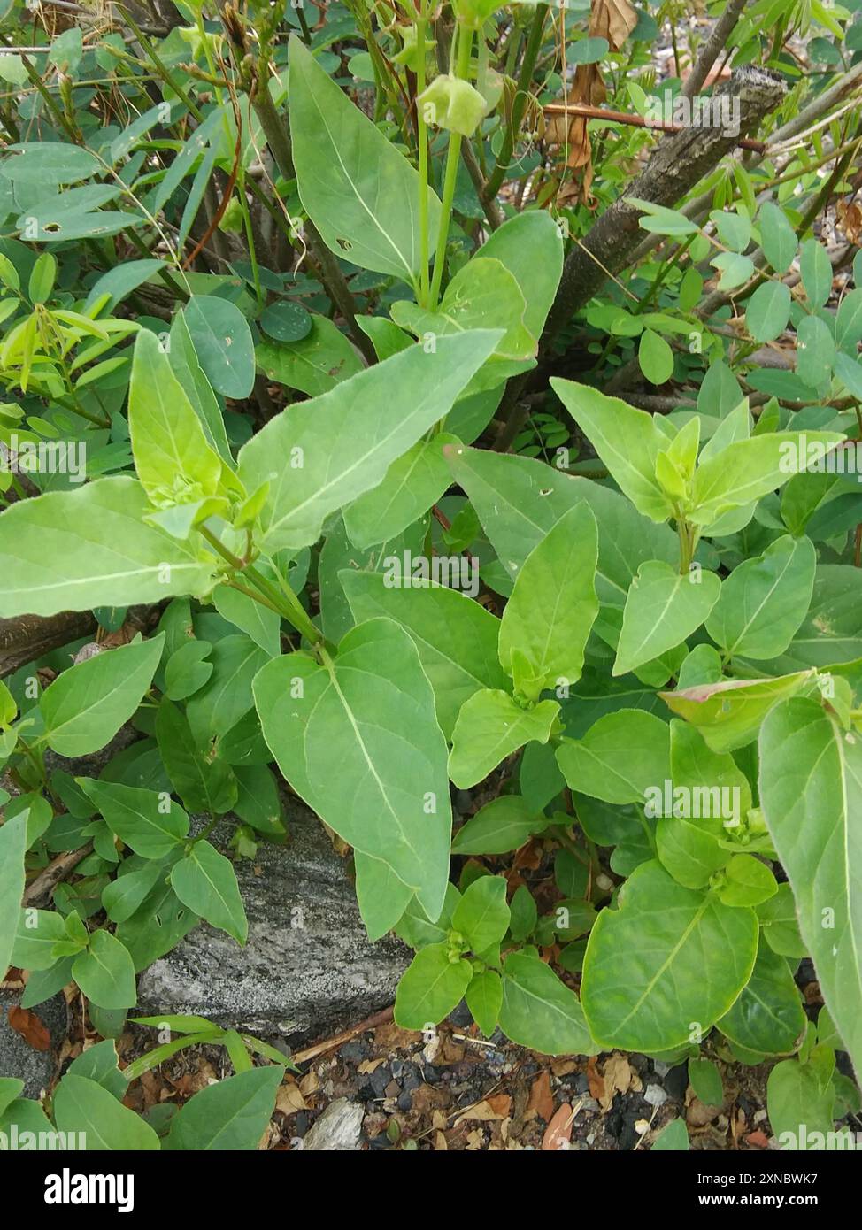Wild Four o'Clock (Mirabilis nyctaginea) Plantae Stock Photo - Alamy