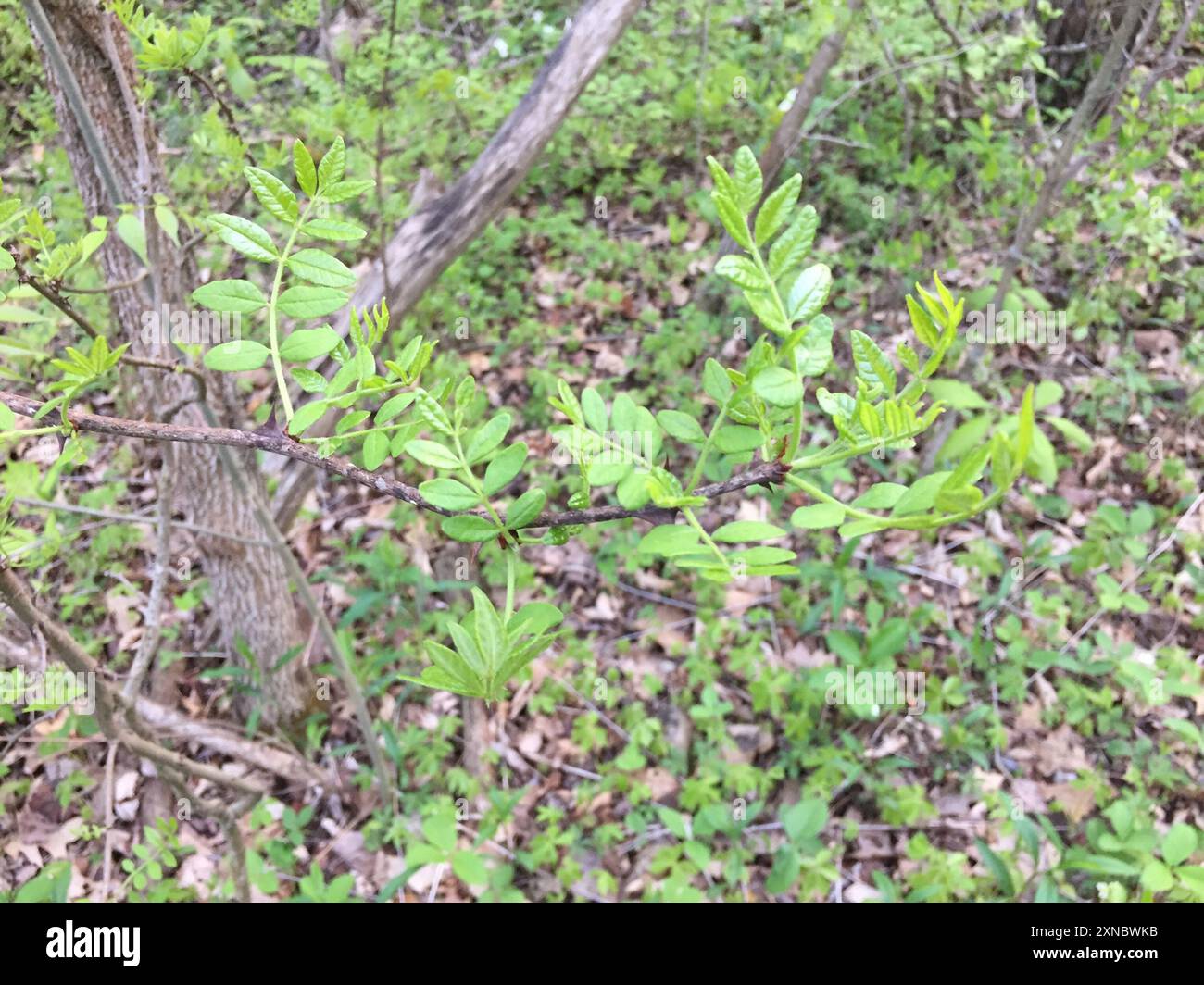 common prickly ash (Zanthoxylum americanum) Plantae Stock Photo - Alamy