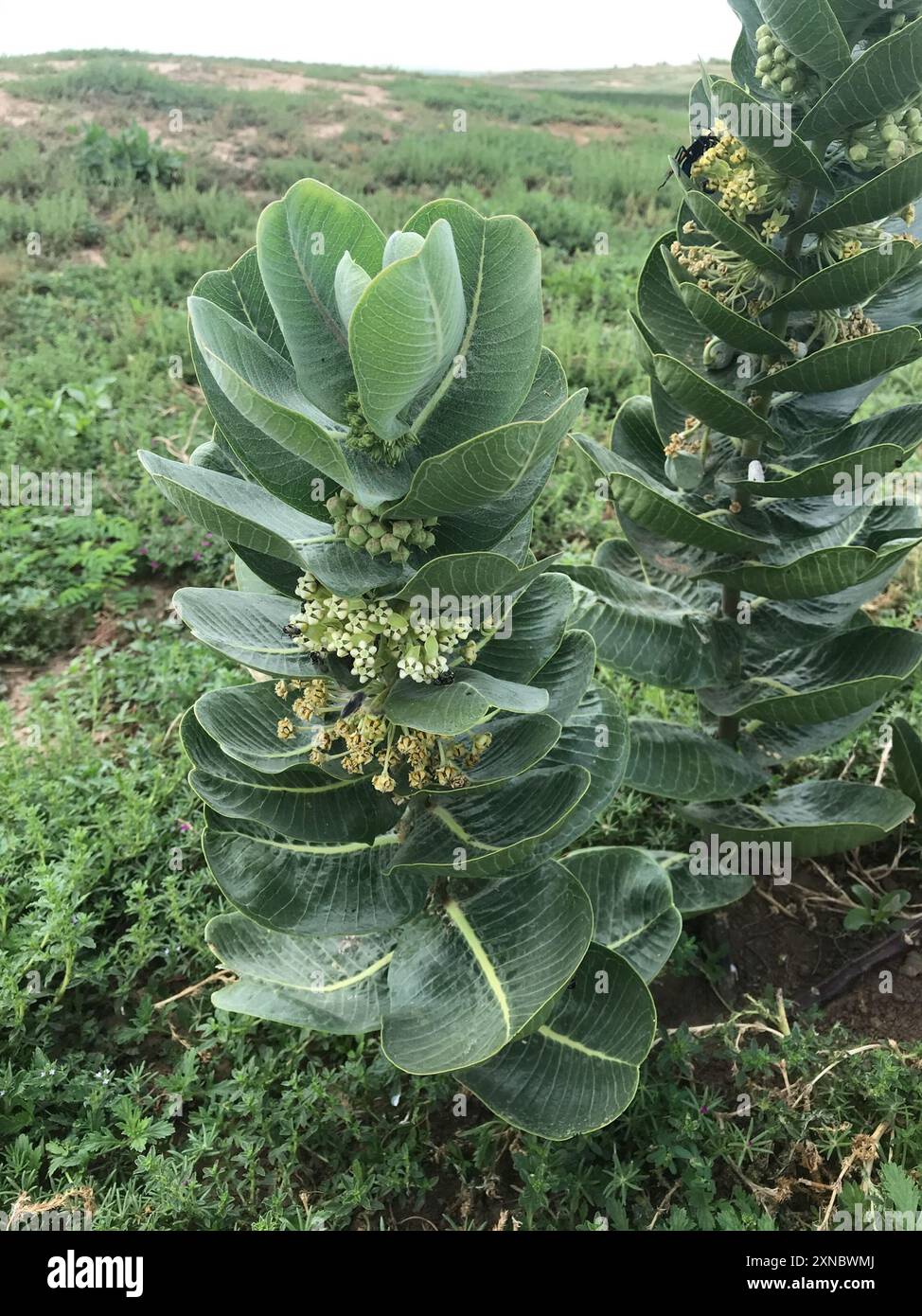 broadleaf milkweed (Asclepias latifolia) Plantae Stock Photo - Alamy