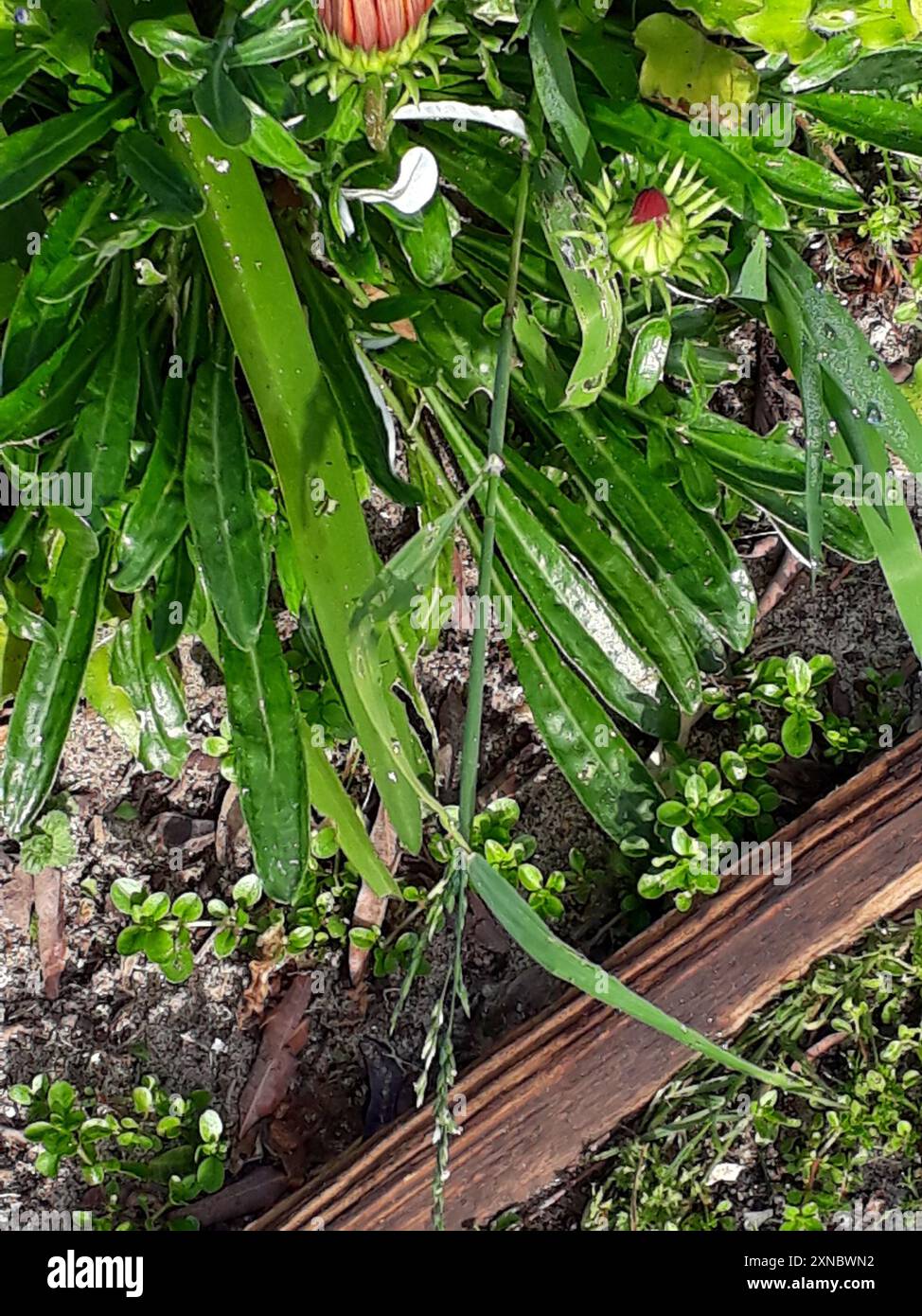 panic veldtgrass (Ehrharta erecta) Plantae Stock Photo - Alamy
