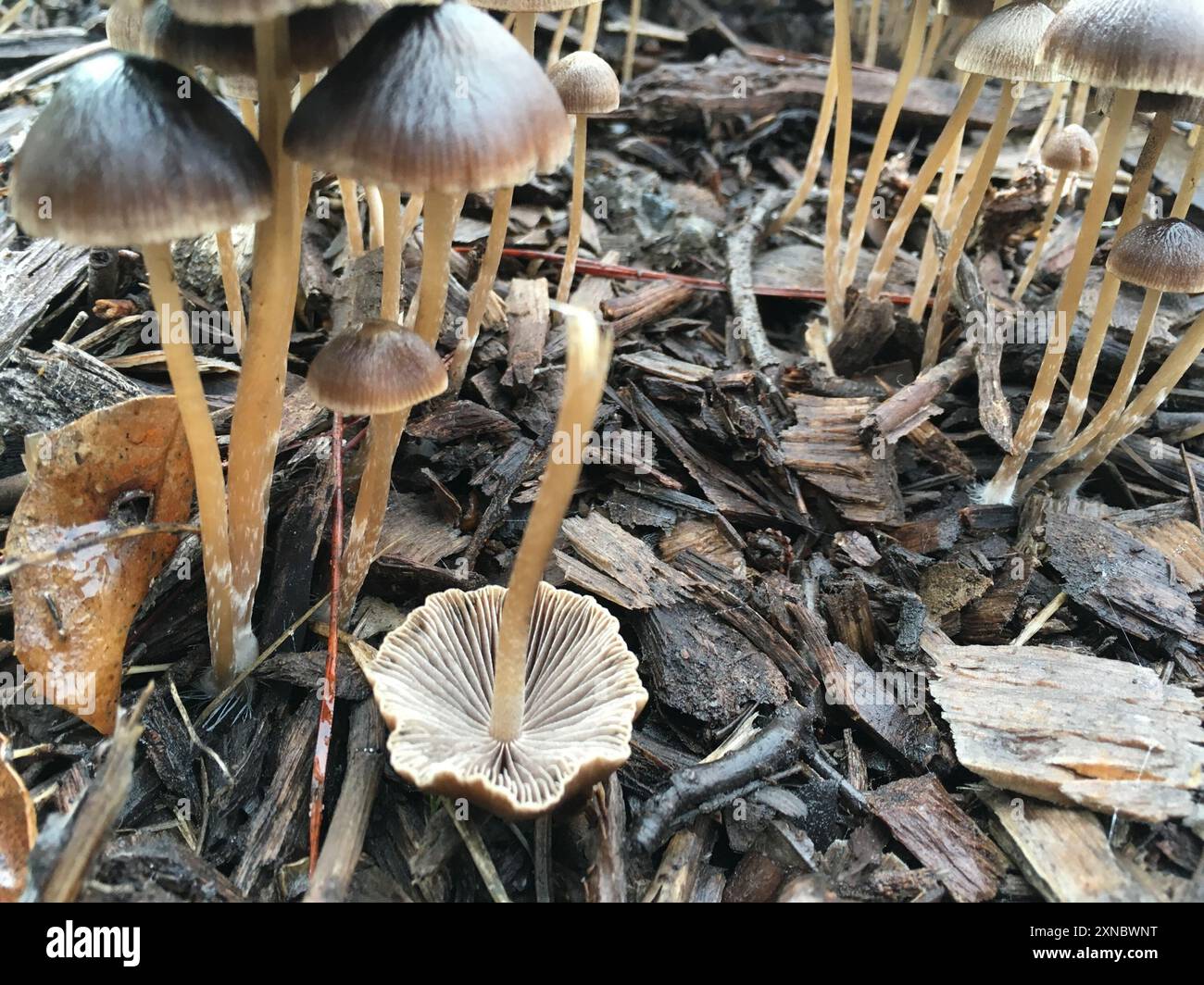 Brittlestems (Psathyrella) Fungi Stock Photo - Alamy