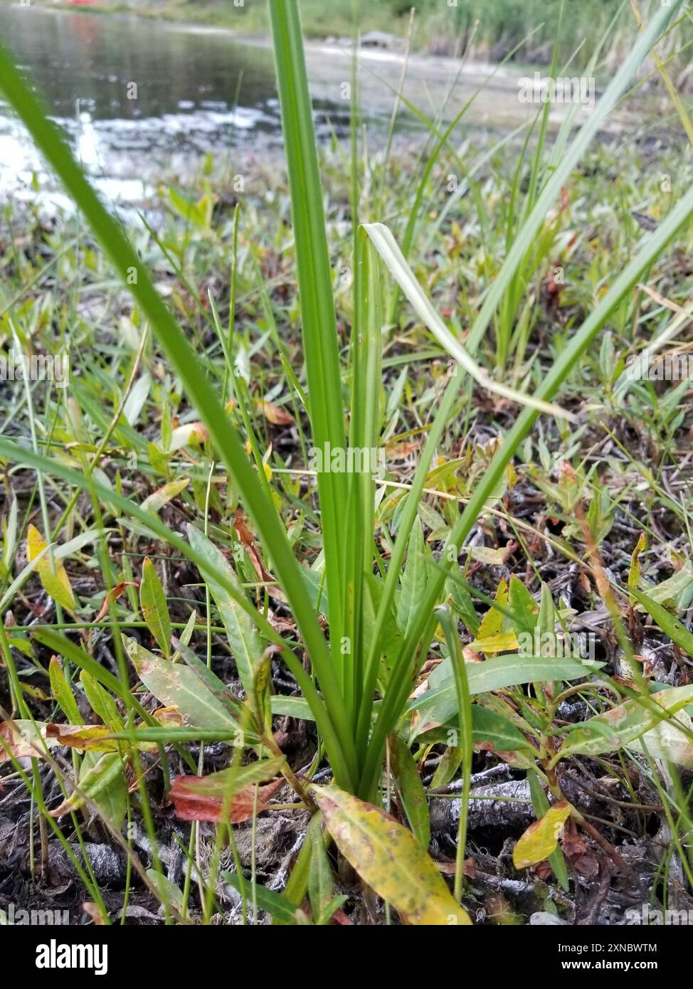 Panicled Bulrush (Scirpus microcarpus) Plantae Stock Photo - Alamy