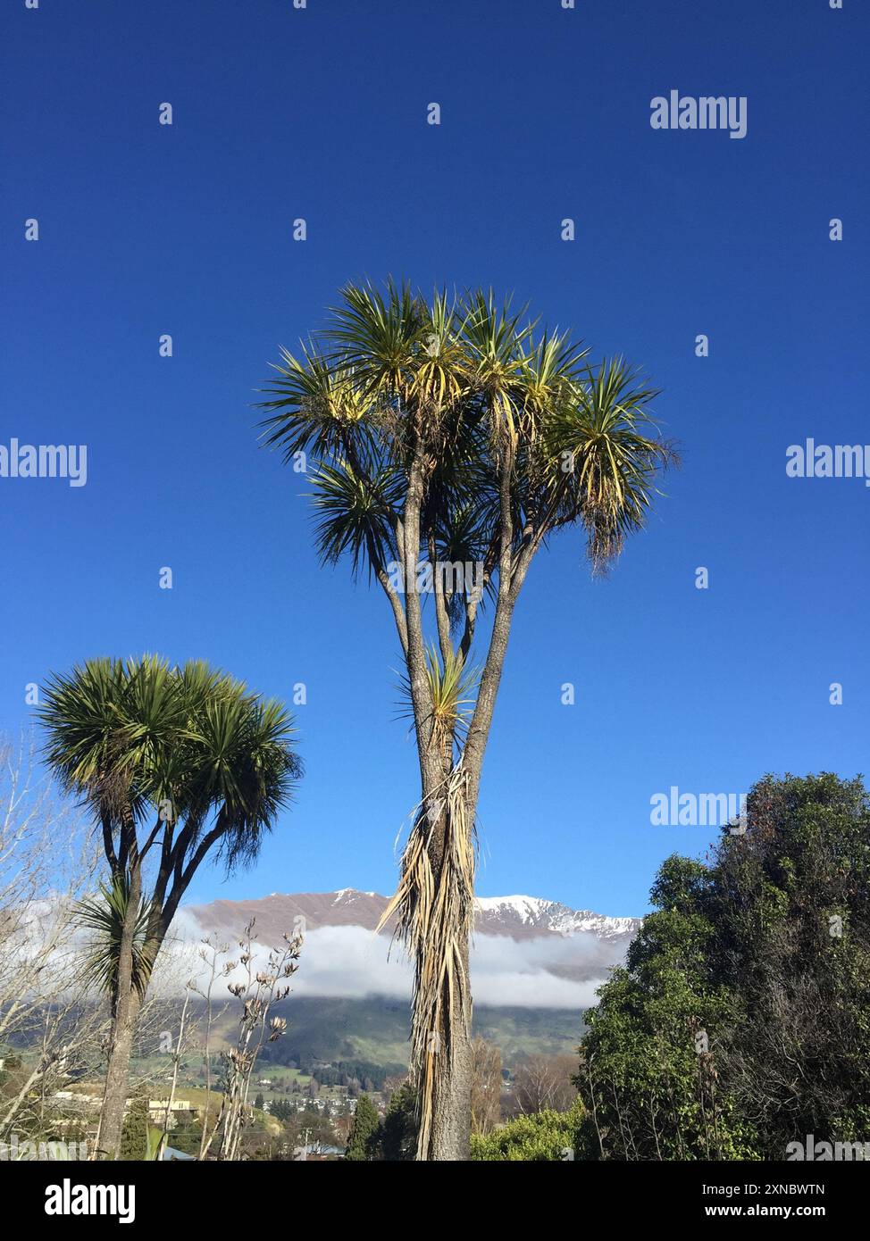 New Zealand cabbage tree (Cordyline australis) Plantae Stock Photo - Alamy