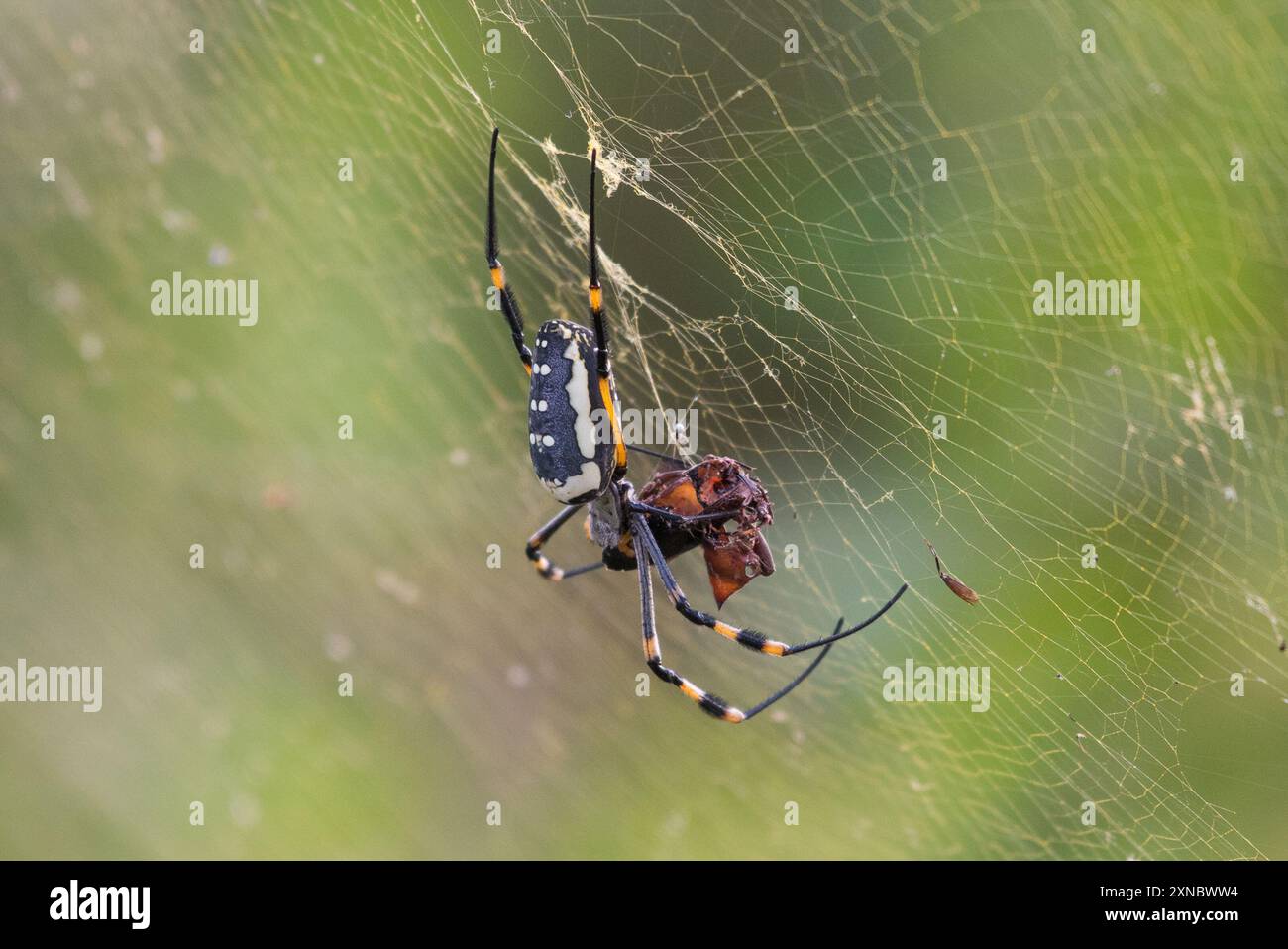 banded-legged golden orb-web spider (Trichonephila senegalensis ...