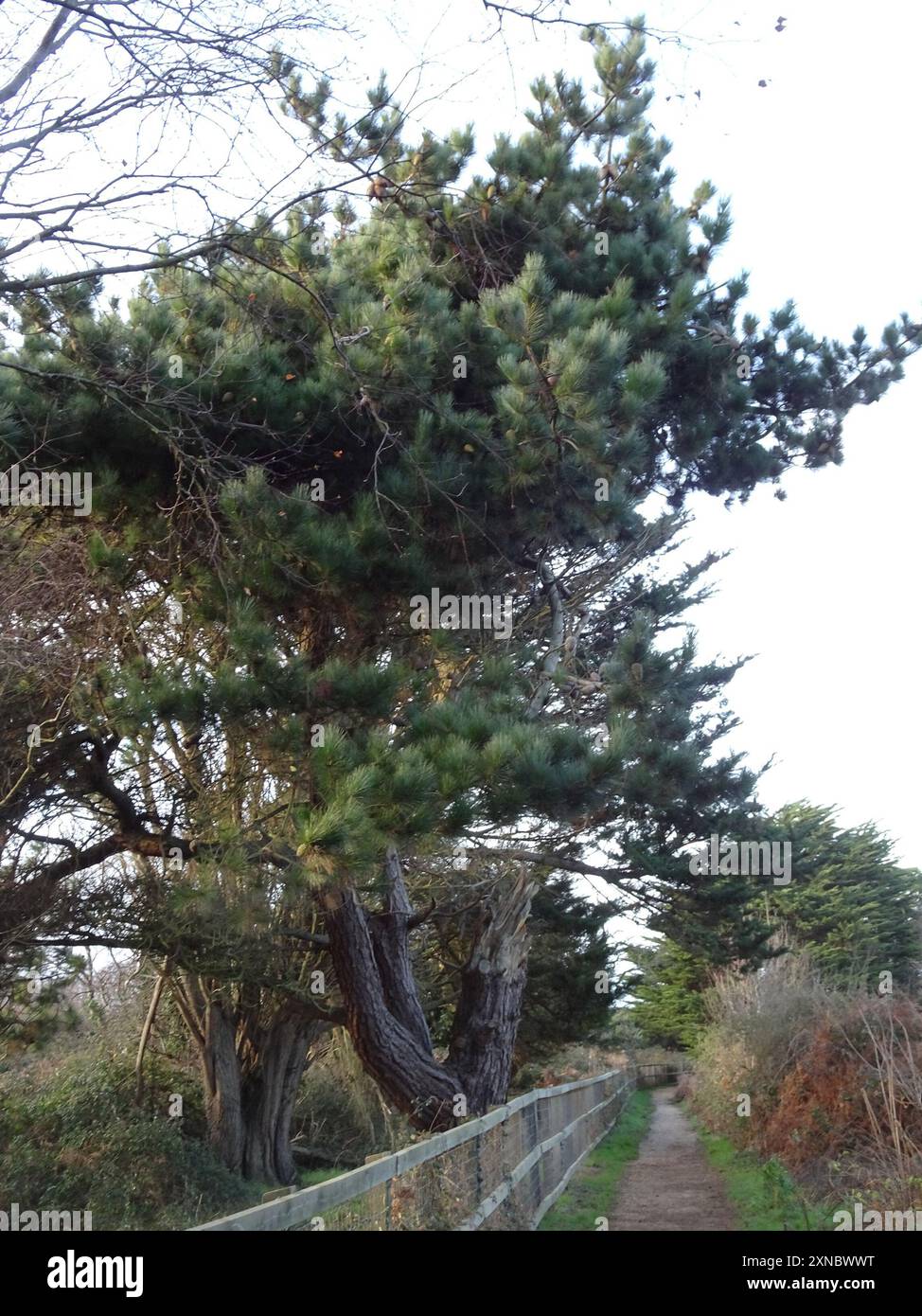 Monterey pine (Pinus radiata) Plantae Stock Photo - Alamy