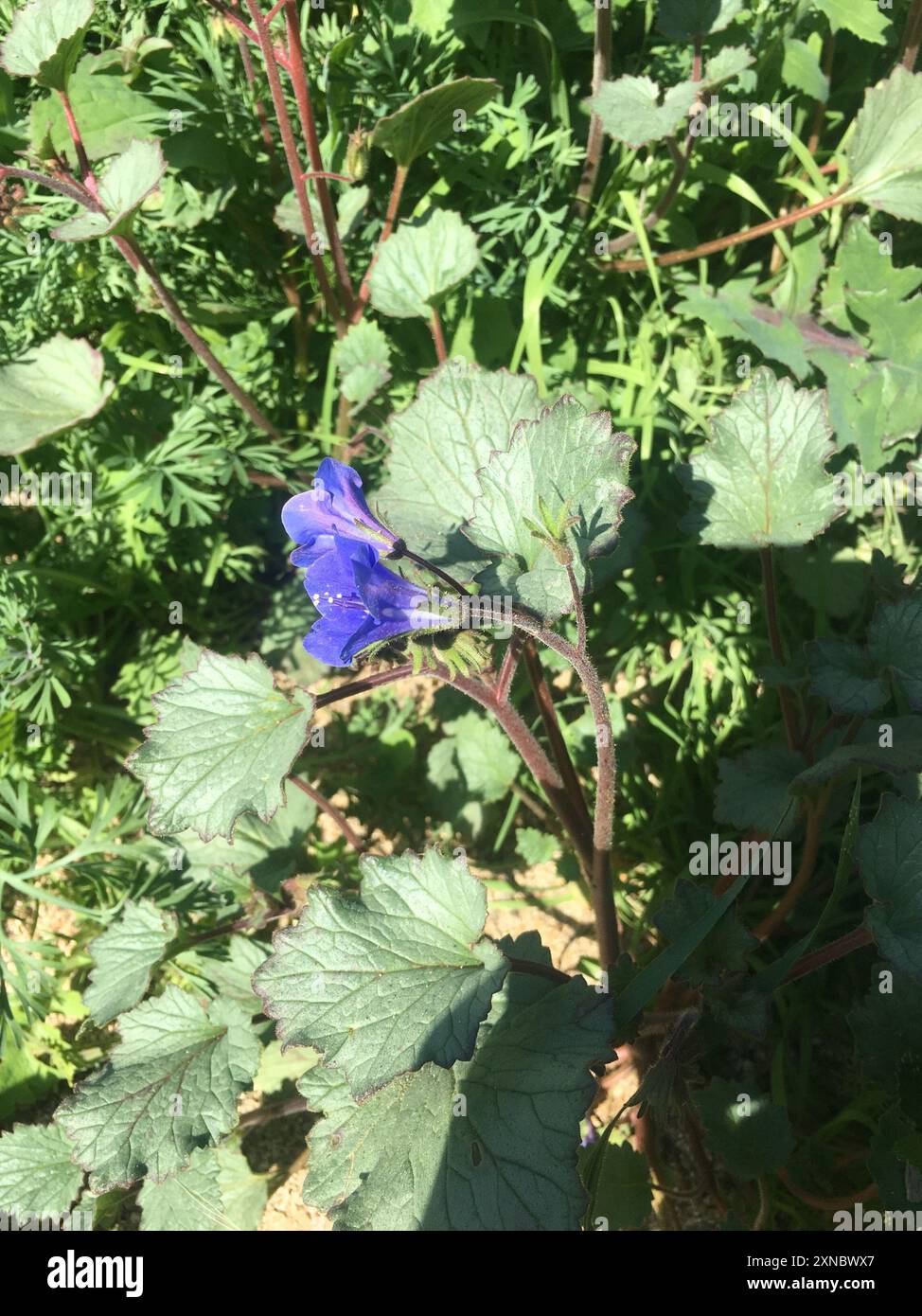 Scorpionweeds (Phacelia) Plantae Stock Photo - Alamy