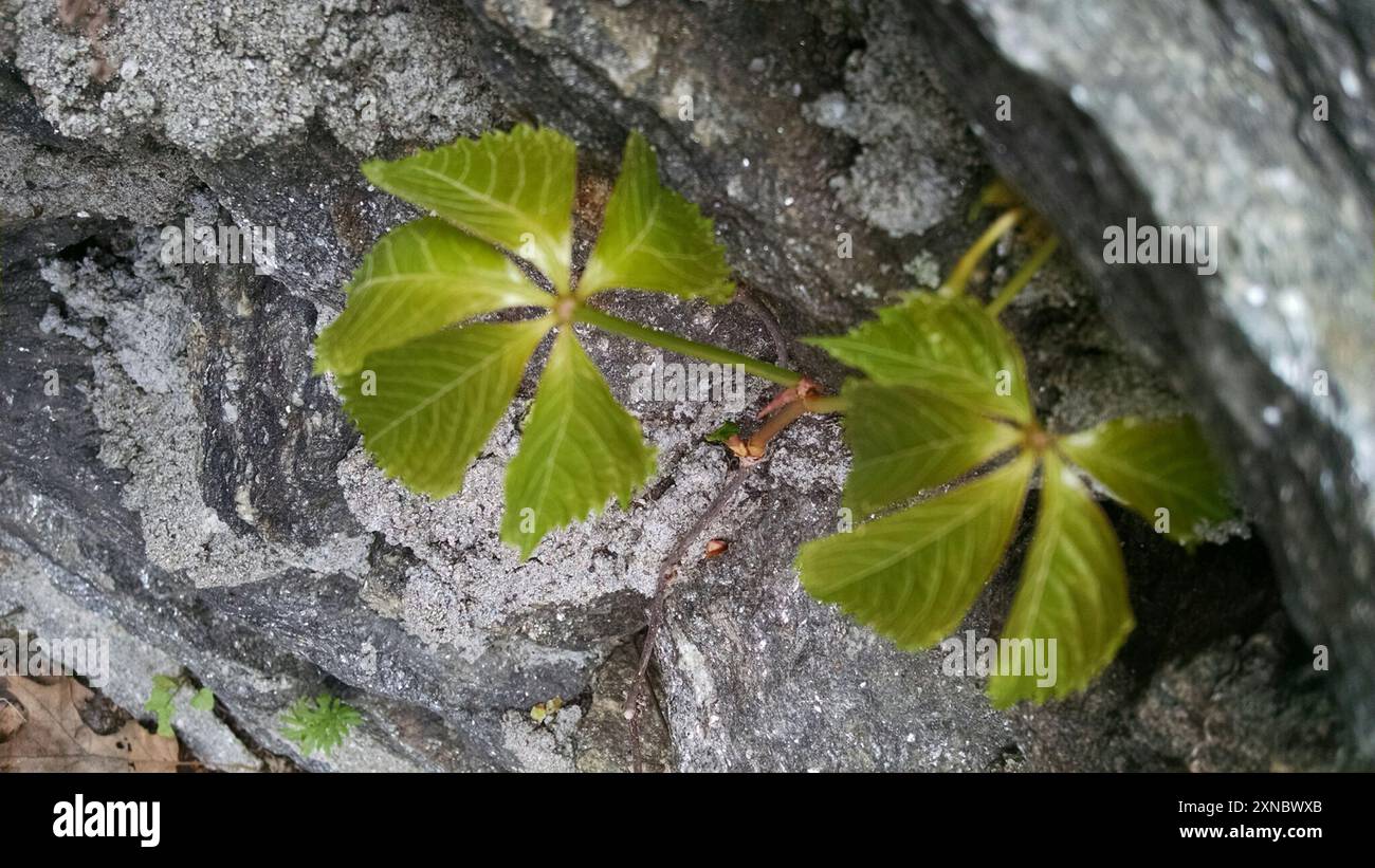 thicket creeper (Parthenocissus inserta) Plantae Stock Photo - Alamy