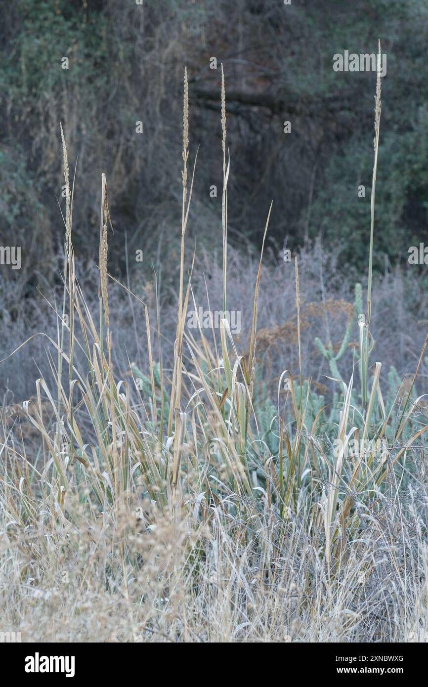 giant wild rye (Leymus condensatus) Plantae Stock Photo - Alamy