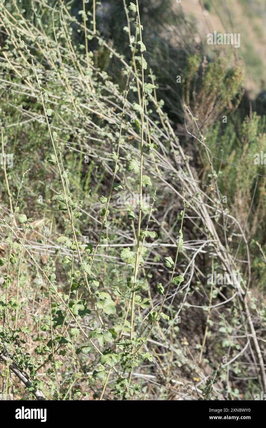 southern coastal bushmallow (Malacothamnus fasciculatus) Plantae Stock ...