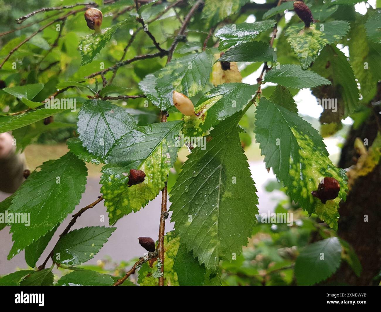 Tetraneura ulmi hi-res stock photography and images - Alamy