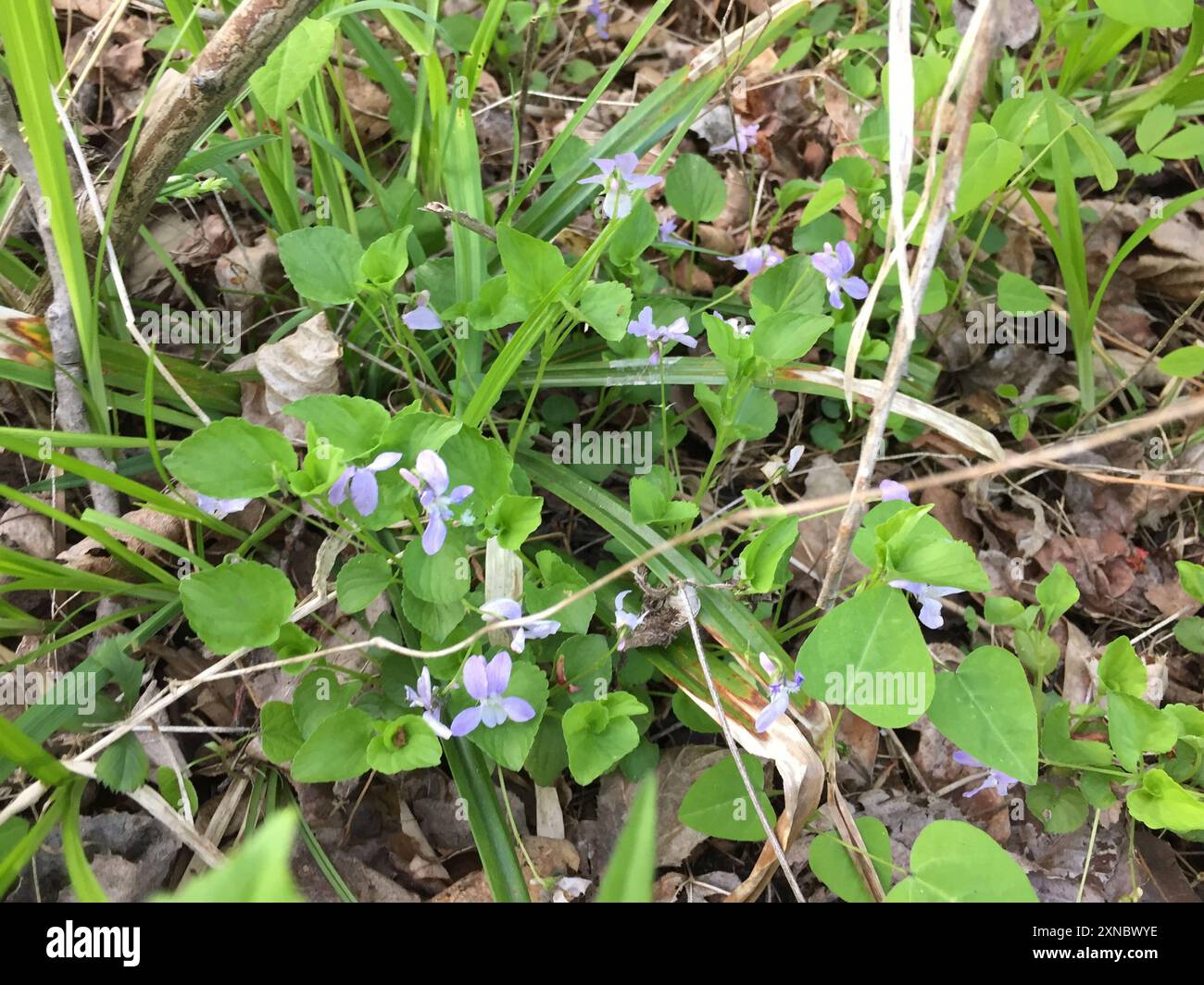 Labrador violet (Viola labradorica) Plantae Stock Photo - Alamy