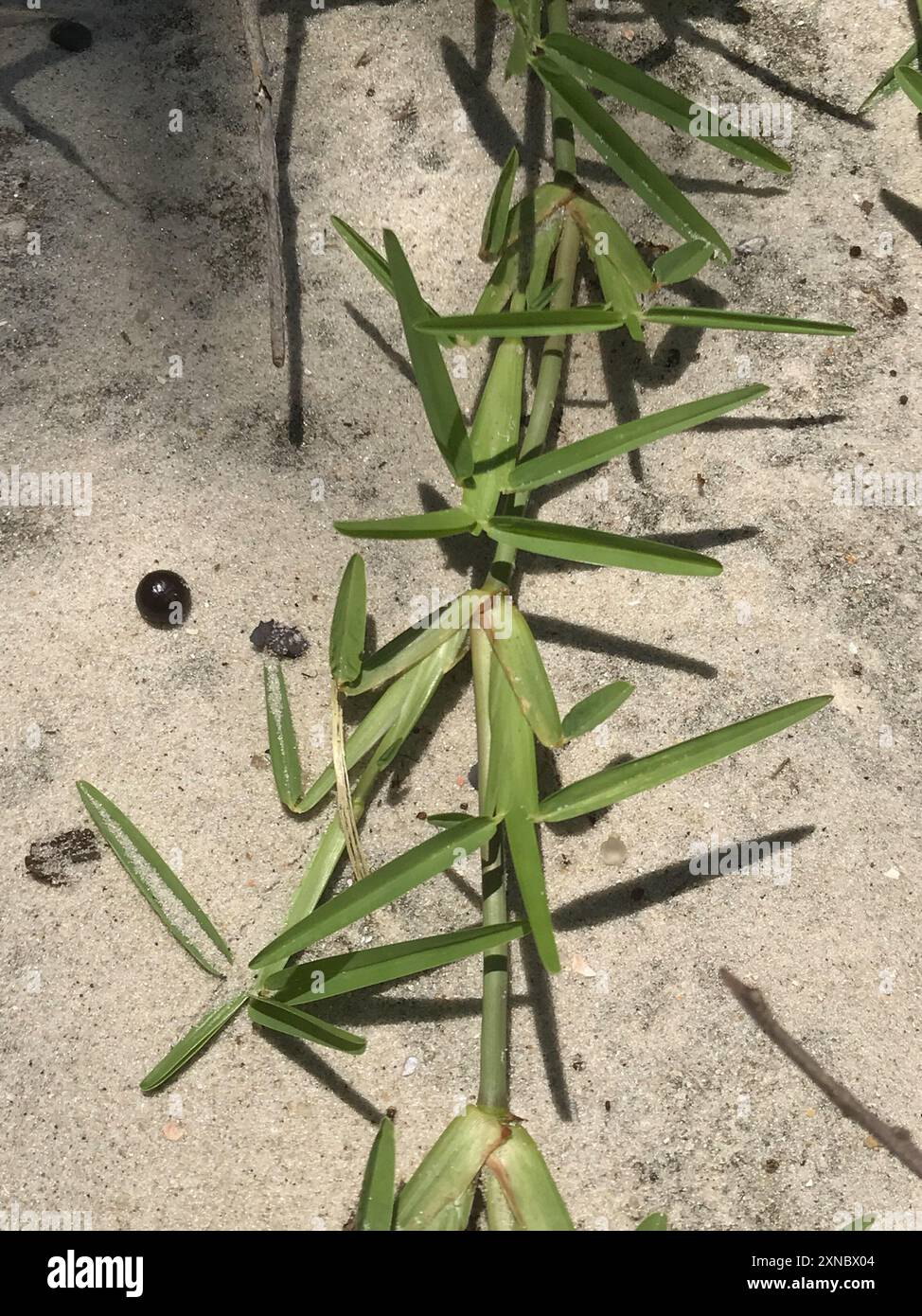 Saint Augustine grass (Stenotaphrum secundatum) Plantae Stock Photo - Alamy