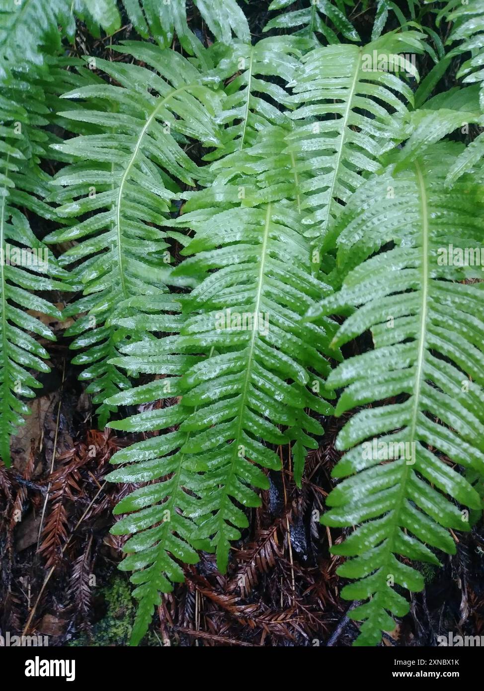 licorice fern (Polypodium glycyrrhiza) Plantae Stock Photo - Alamy