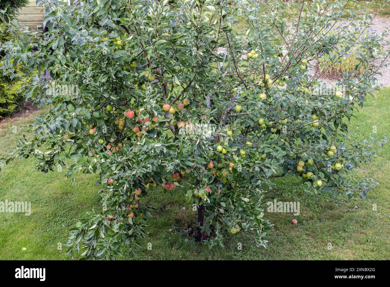 apple tree with good crop of fruit Big apple harvest this year ...