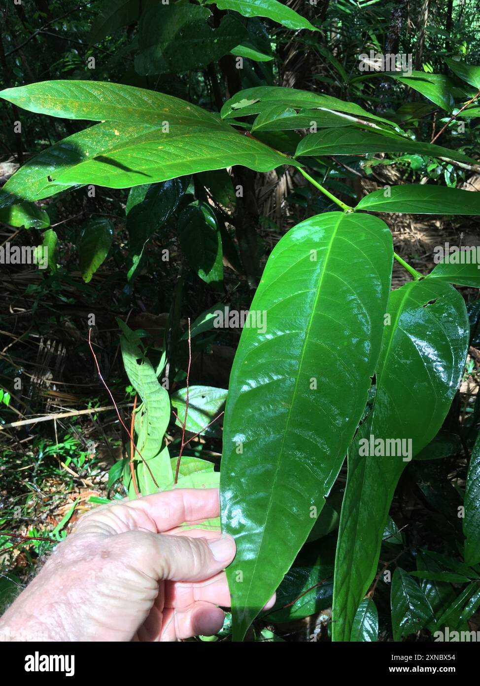 Hiptage (Hiptage benghalensis) Plantae Stock Photo - Alamy