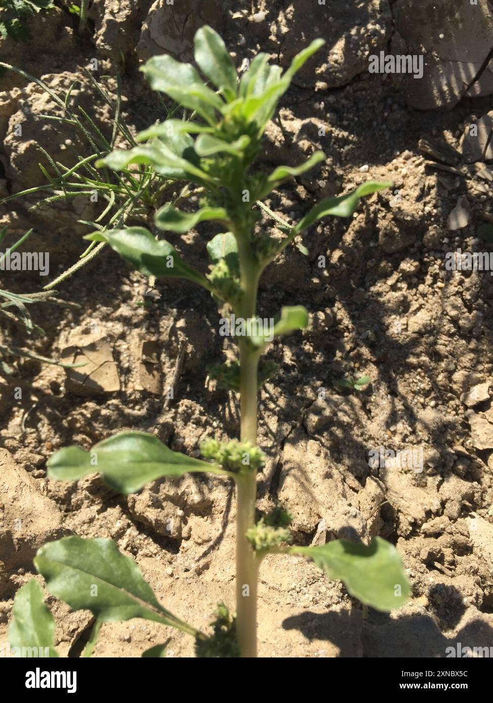 procumbent pigweed (Amaranthus blitoides) Plantae Stock Photo - Alamy