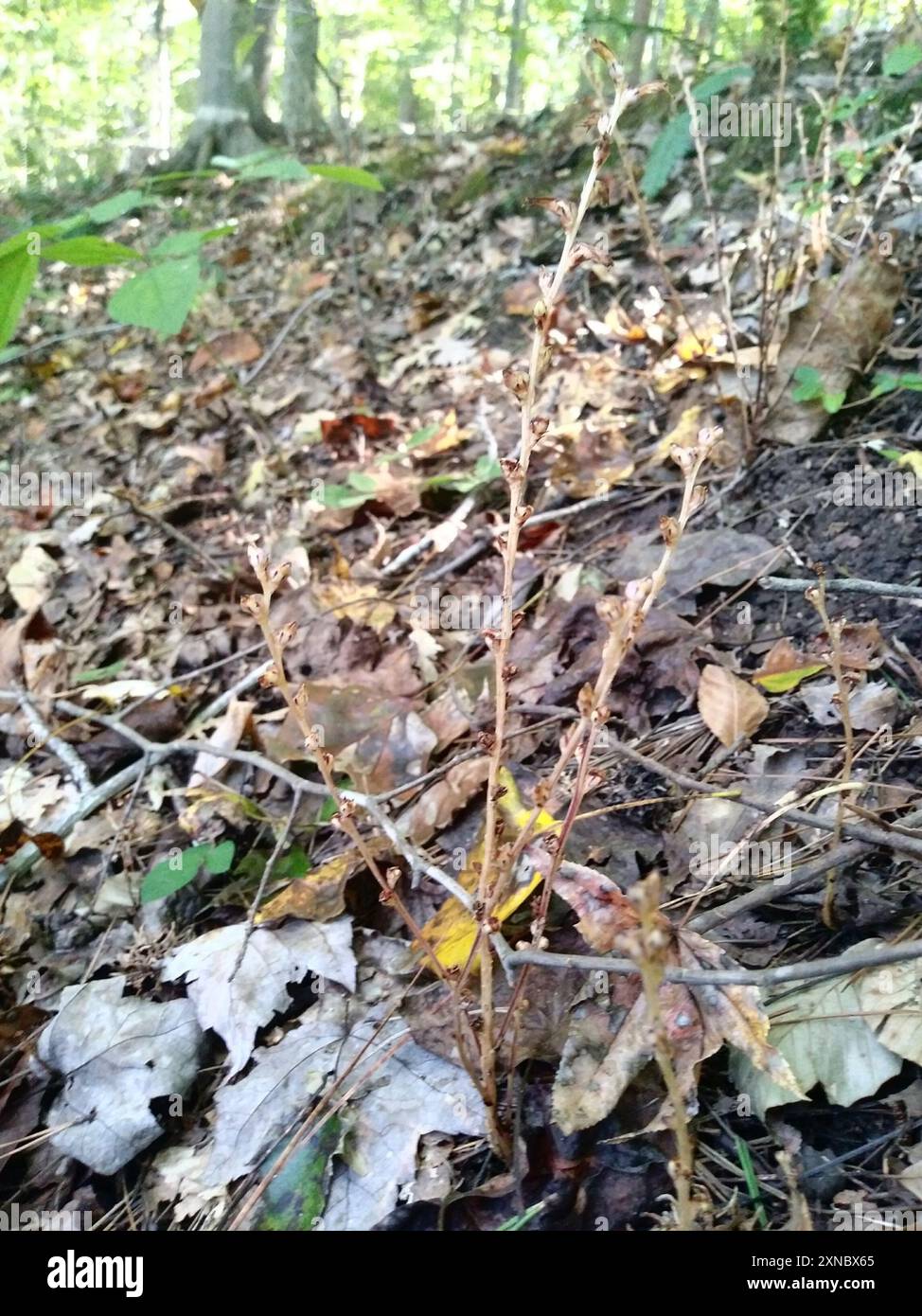 Beechdrops (Epifagus virginiana) Plantae Stock Photo - Alamy
