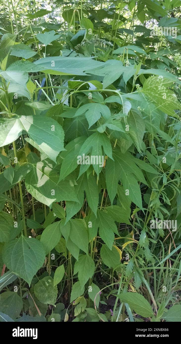 giant ragweed (Ambrosia trifida) Plantae Stock Photo - Alamy