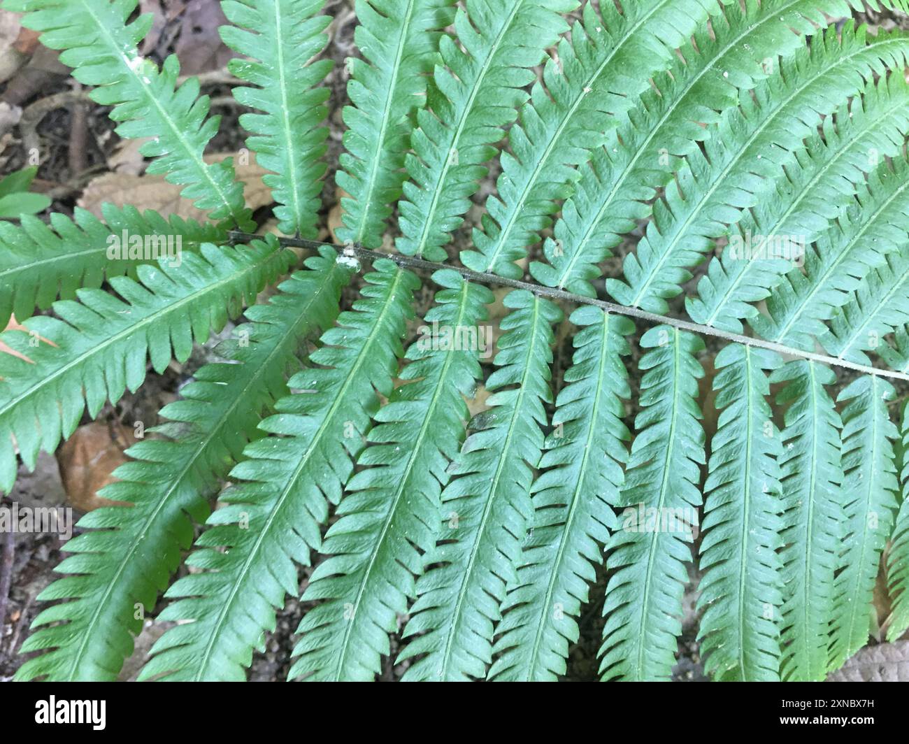marsh fern family (Thelypteridaceae) Plantae Stock Photo - Alamy