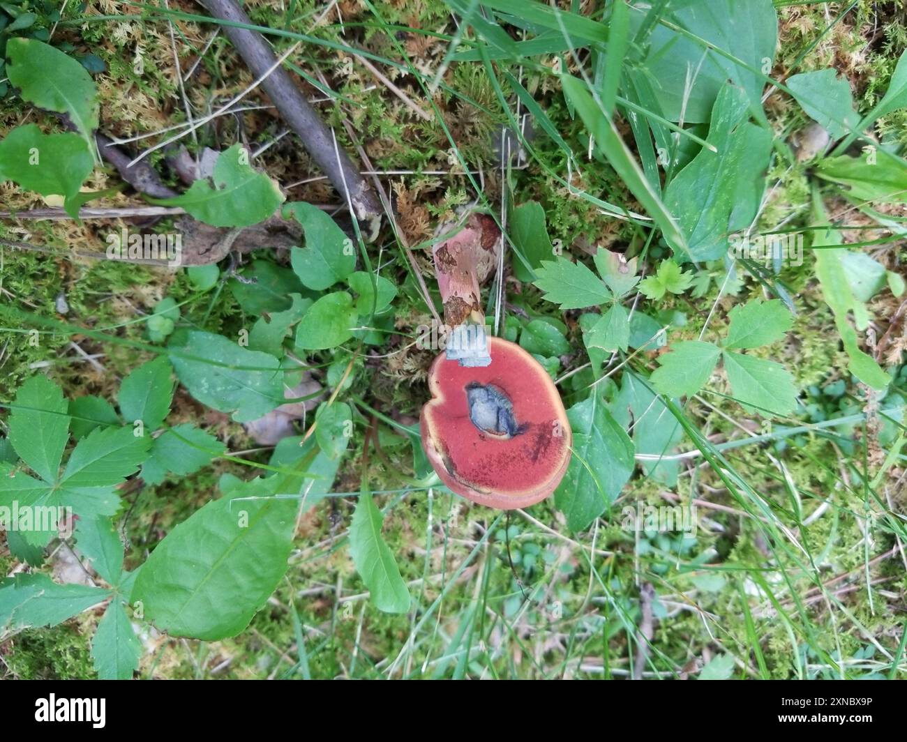 Red-mouth Bolete (Boletus subvelutipes) Fungi Stock Photo - Alamy