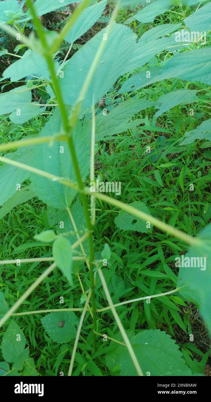 false nettle (Boehmeria cylindrica) Plantae Stock Photo - Alamy