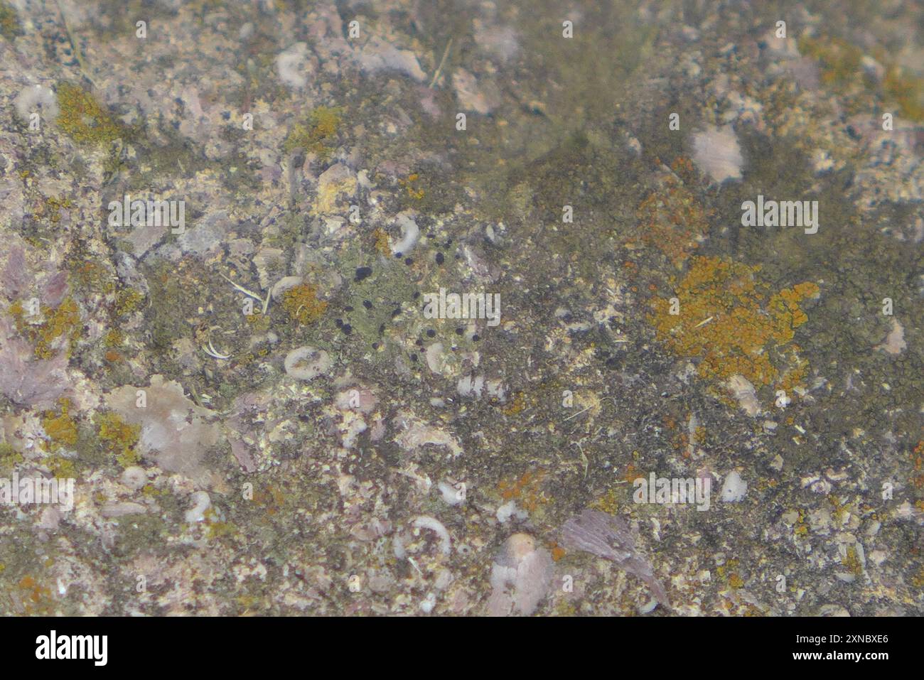 Dot Lichens (Bacidia) Fungi Stock Photo - Alamy