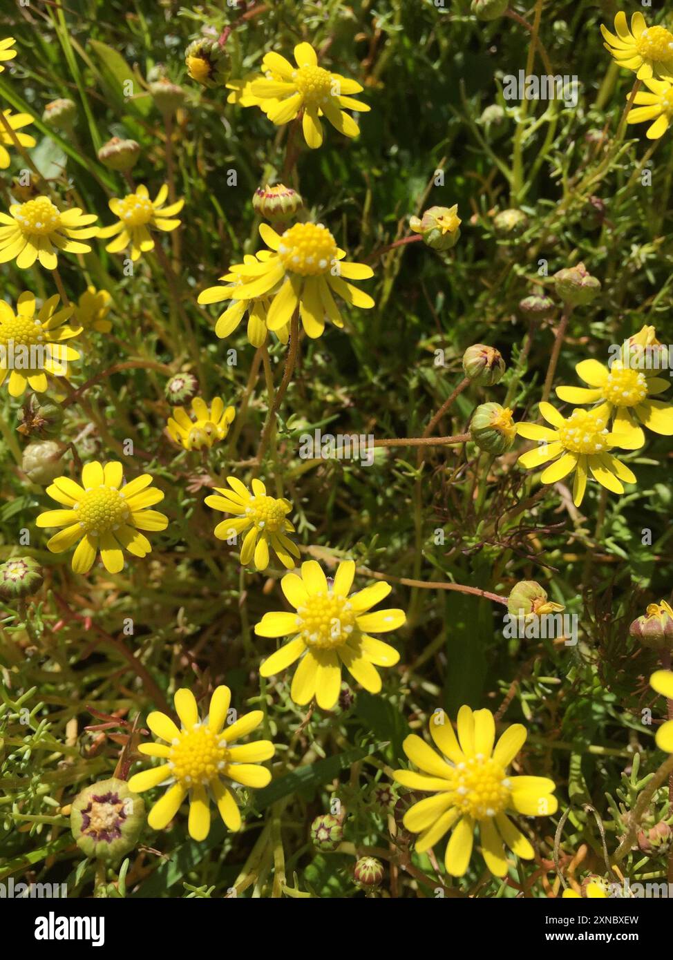 glue-seed (Blennosperma nanum) Plantae Stock Photo - Alamy