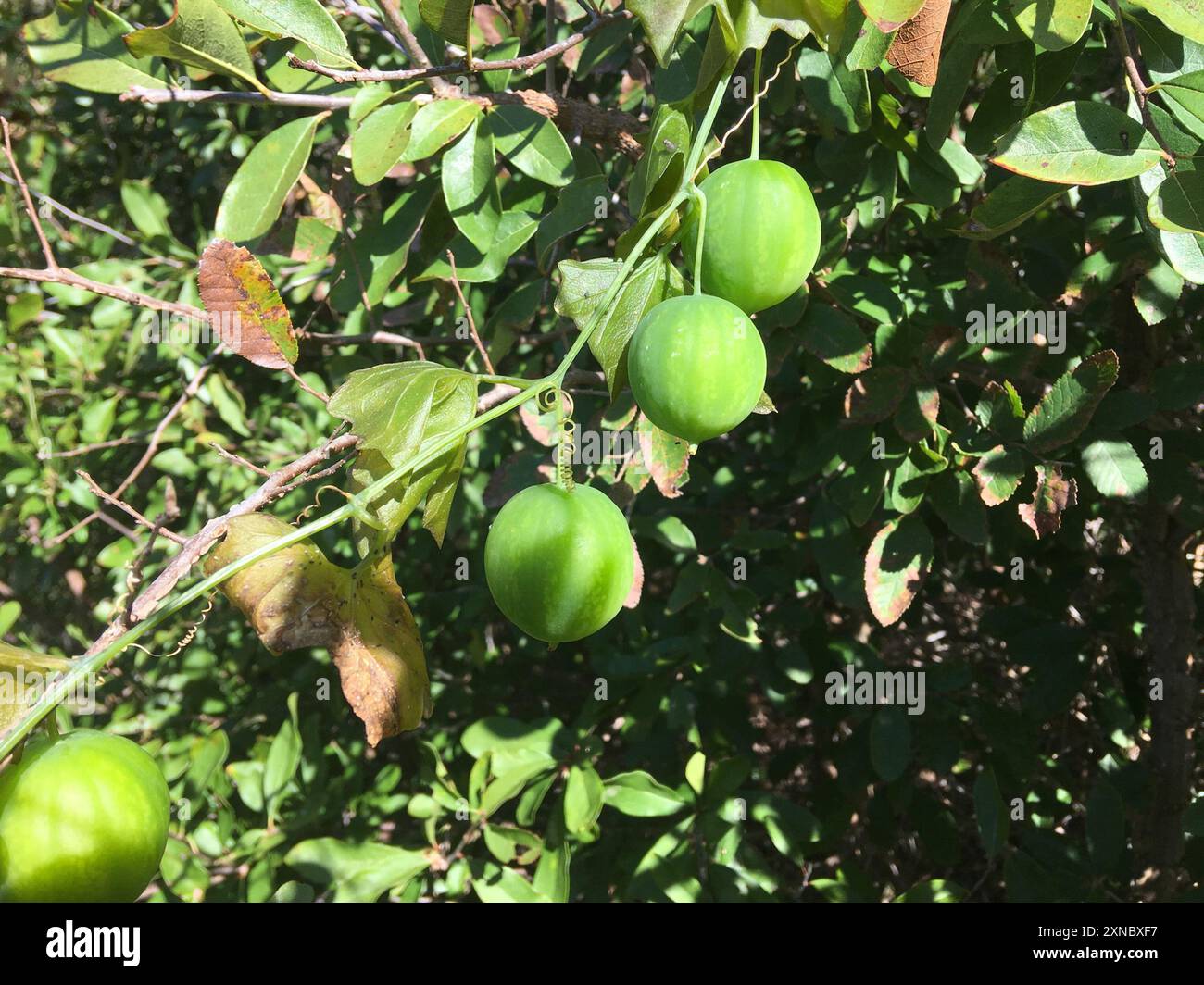 snake apple (Ibervillea lindheimeri) Plantae Stock Photo - Alamy