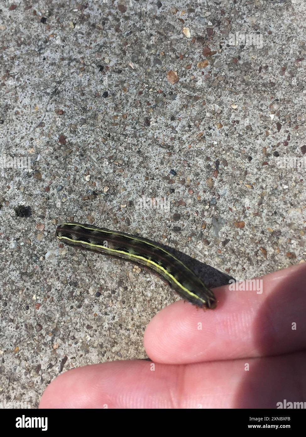 Yellow-striped Armyworm Moth (Spodoptera ornithogalli) Insecta Stock ...