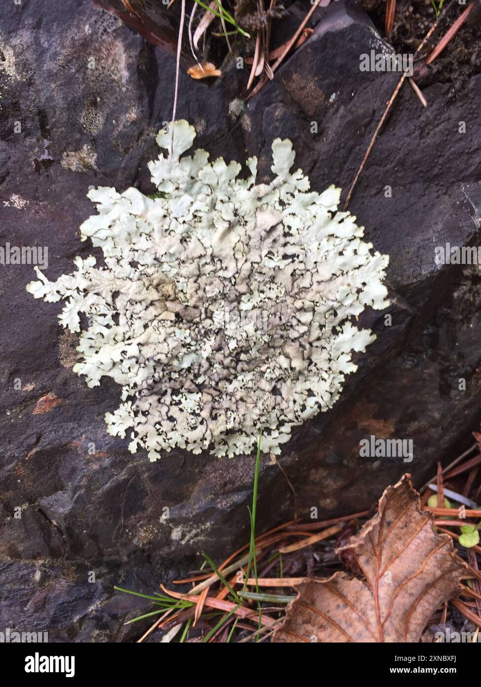 typical shield lichens (Parmelioideae) Fungi Stock Photo - Alamy