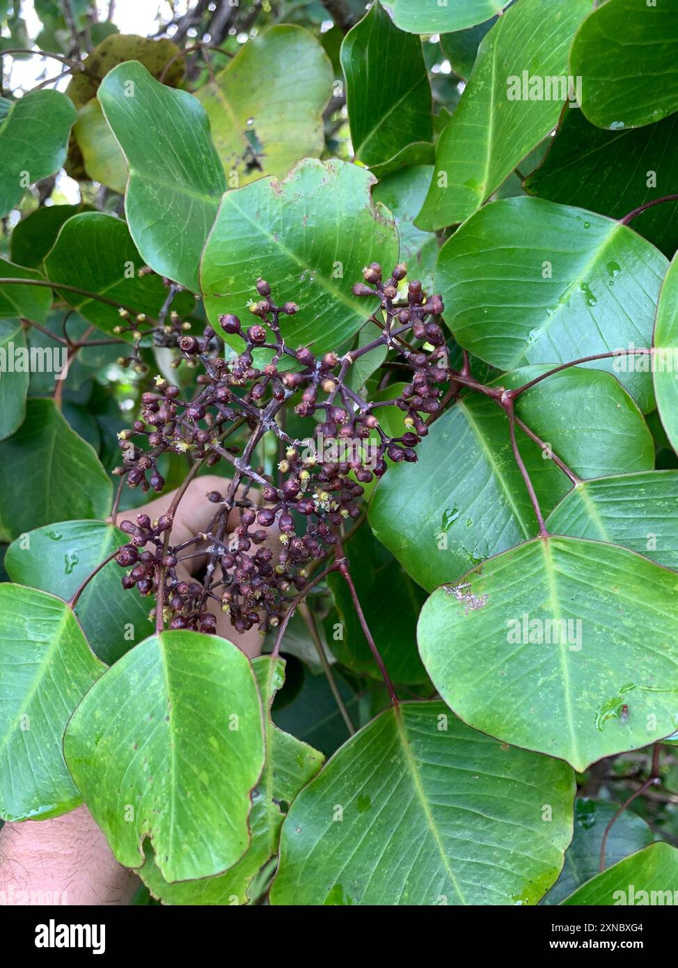 Lapalapa (Cheirodendron platyphyllum) Plantae Stock Photo - Alamy