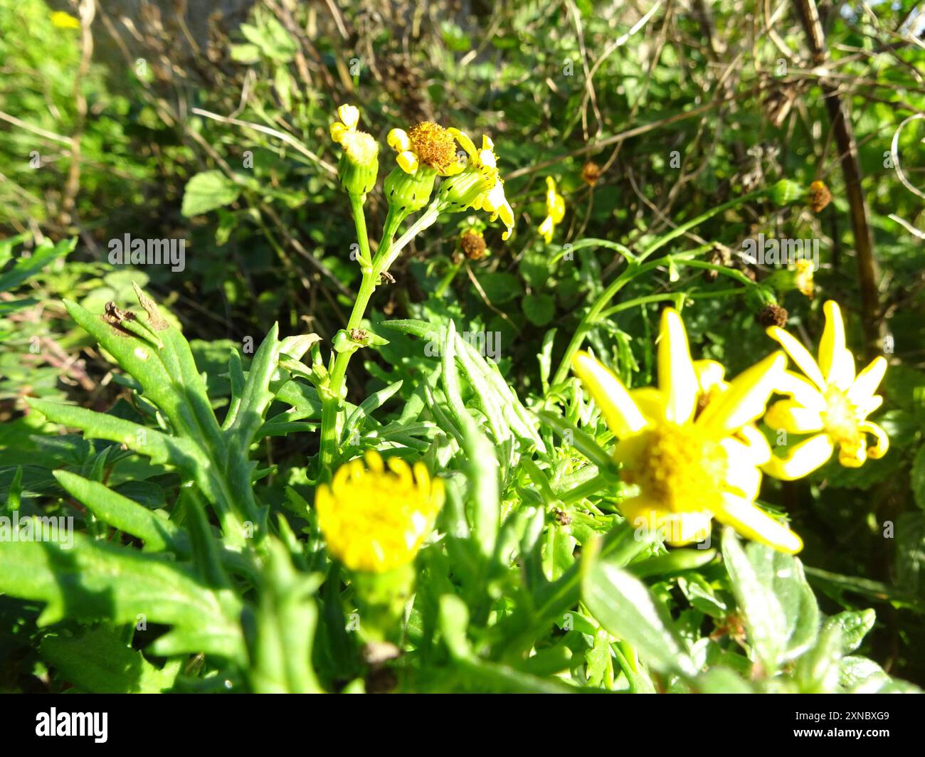 Oxford Ragwort (Senecio squalidus) Plantae Stock Photo - Alamy