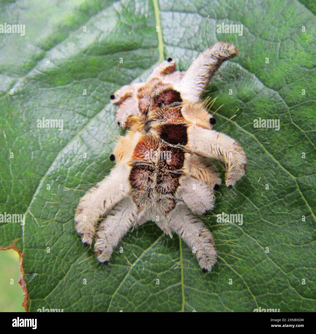 Monkey slug moth hi-res stock photography and images - Alamy
