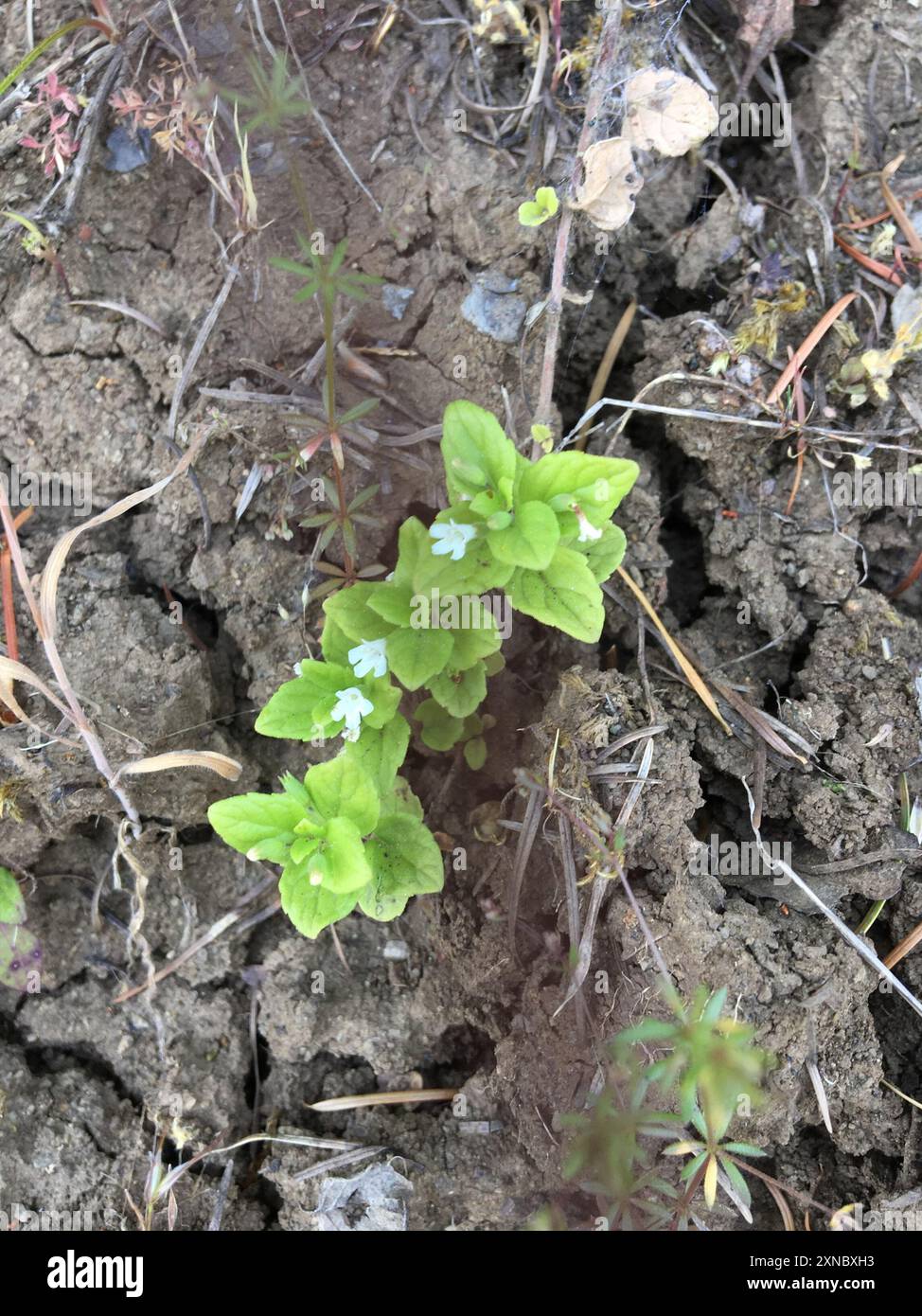 yerba buena (Clinopodium douglasii) Plantae Stock Photo - Alamy