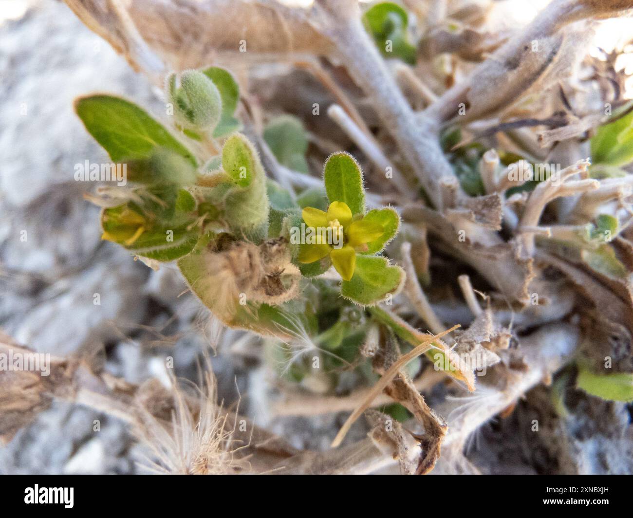 Blazingstars (Mentzelia) Plantae Stock Photo - Alamy