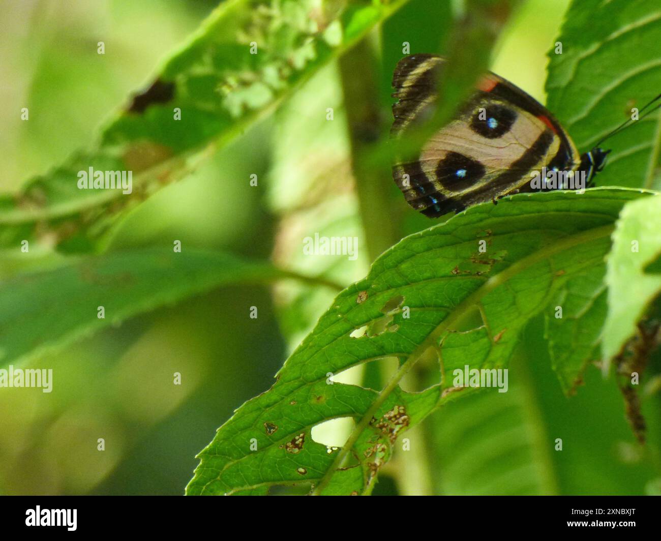 Two-eyed Eighty-eight (Callicore pitheas) Insecta Stock Photo - Alamy