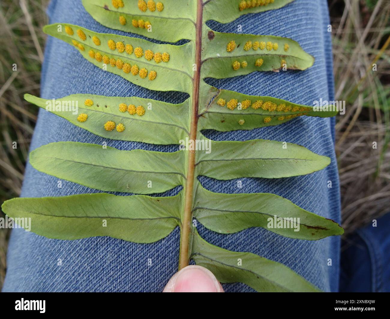 intermediate polypody (Polypodium interjectum) Plantae Stock Photo - Alamy
