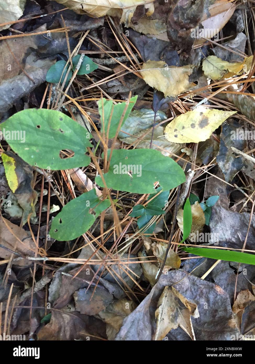 Virginia snakeroot (Aristolochia serpentaria) Plantae Stock Photo - Alamy