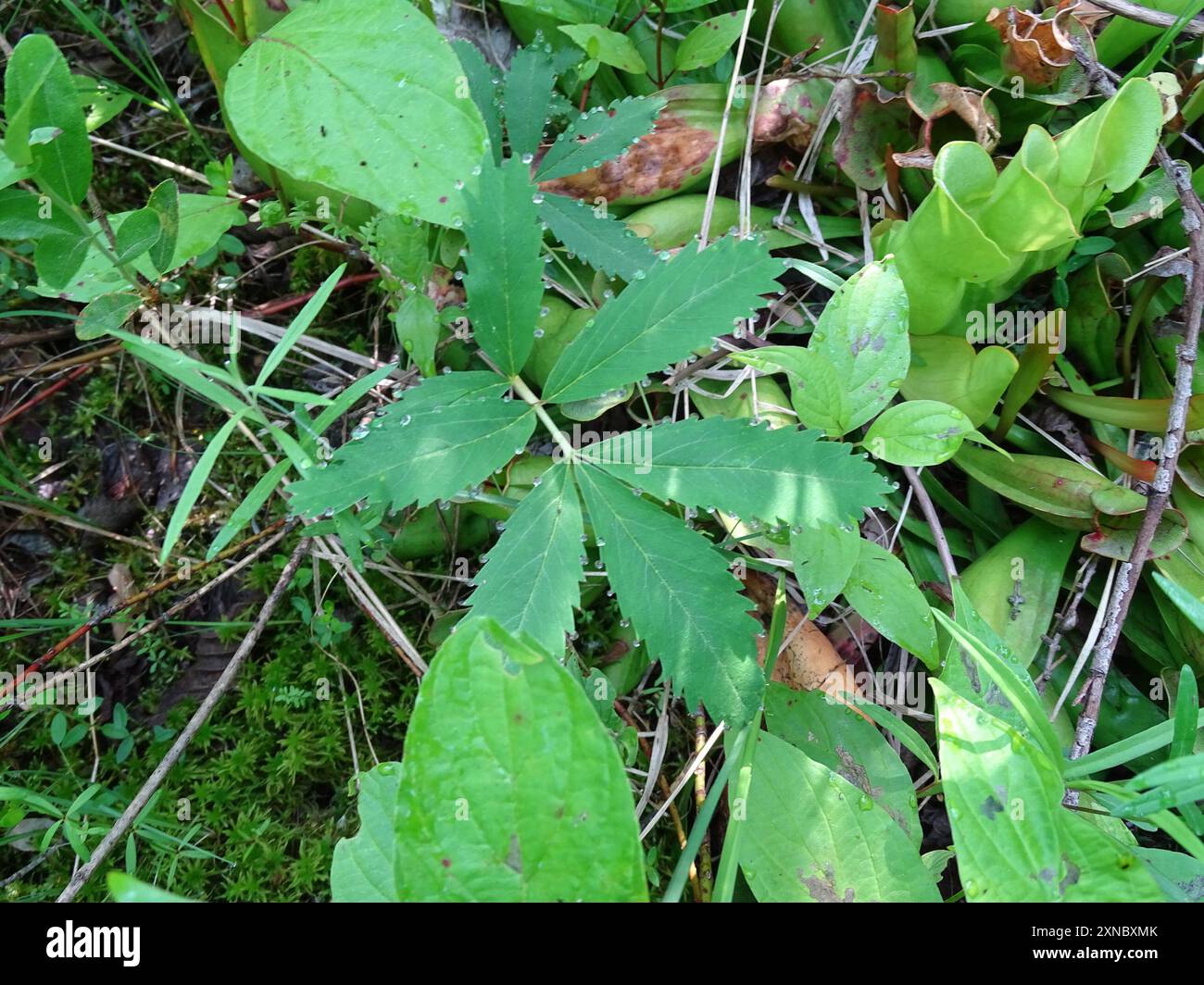 marsh cinquefoil (Comarum palustre) Plantae Stock Photo - Alamy