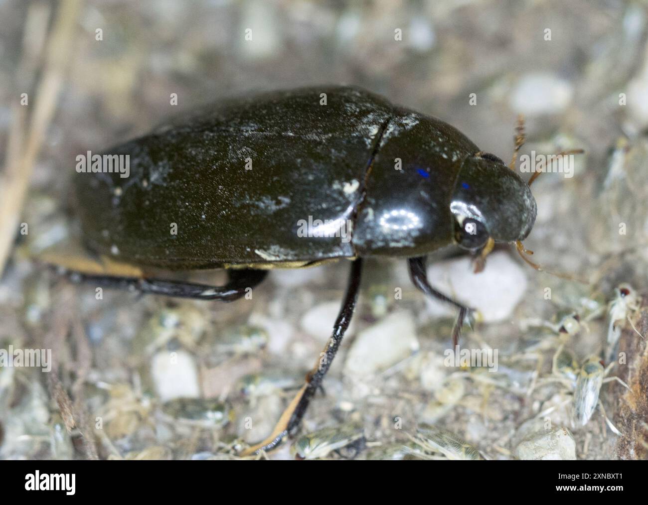 Giant Water Scavenger Beetle (Hydrophilus triangularis) Insecta Stock ...