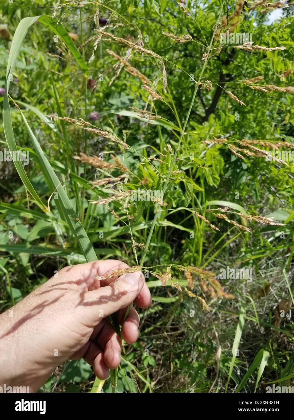 Johnson grass (Sorghum halepense) Plantae Stock Photo - Alamy