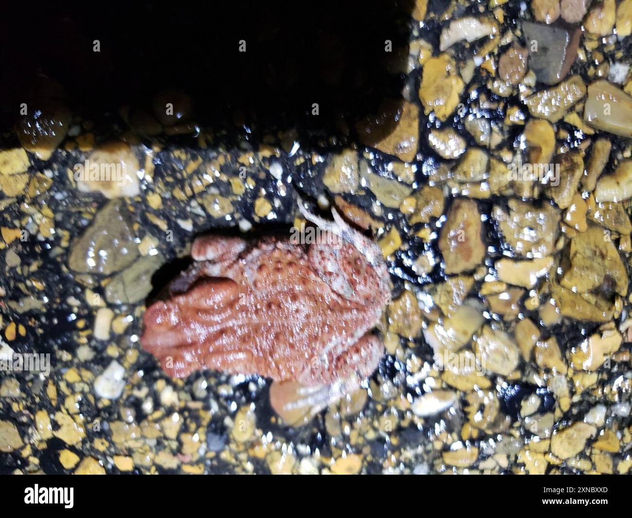 Dwarf American Toad (Anaxyrus americanus charlesmithi) Amphibia Stock ...